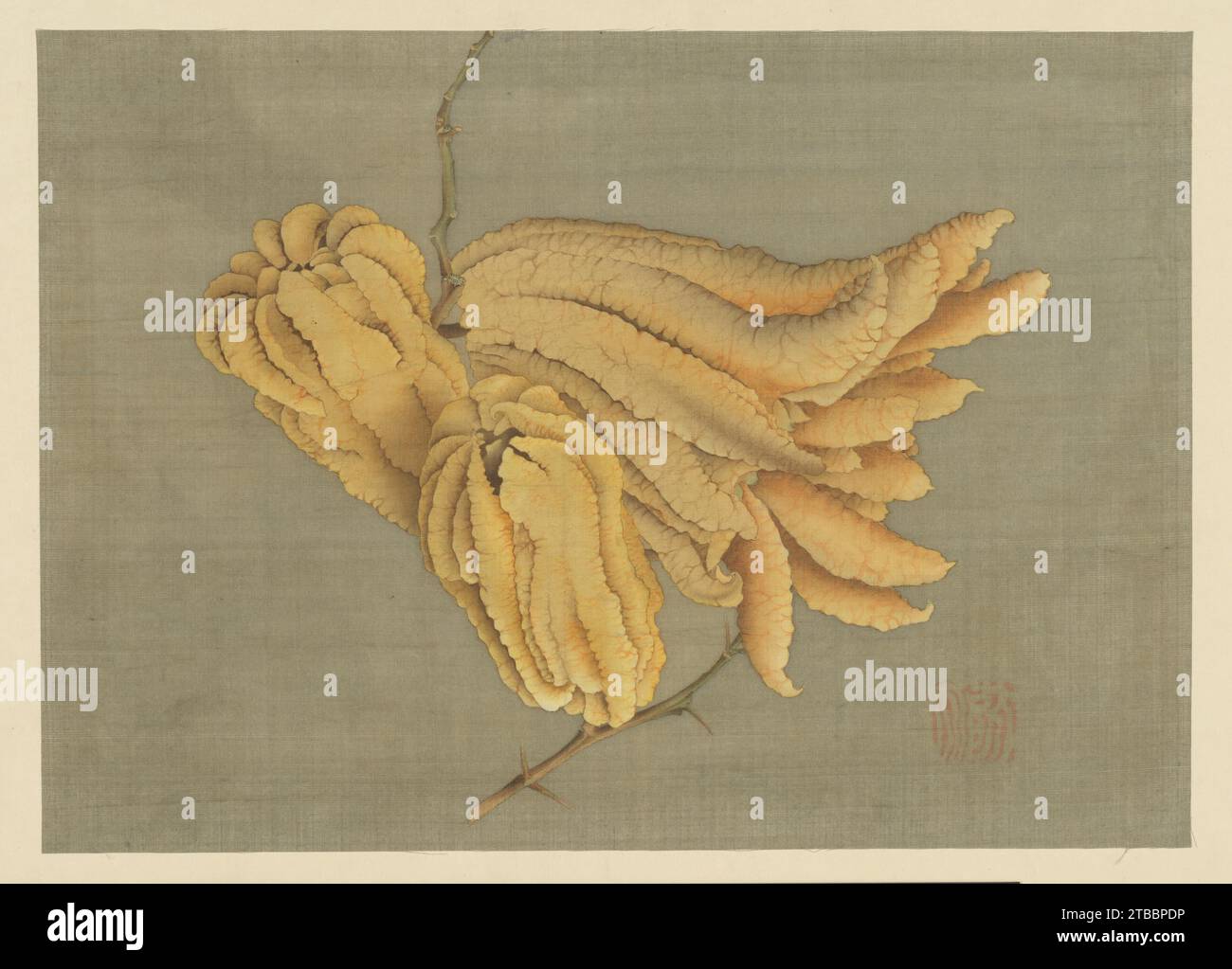 Buddhas Hand Citron (Busshukan) 1929 by Katsushika Hokusai Stock Photo ...