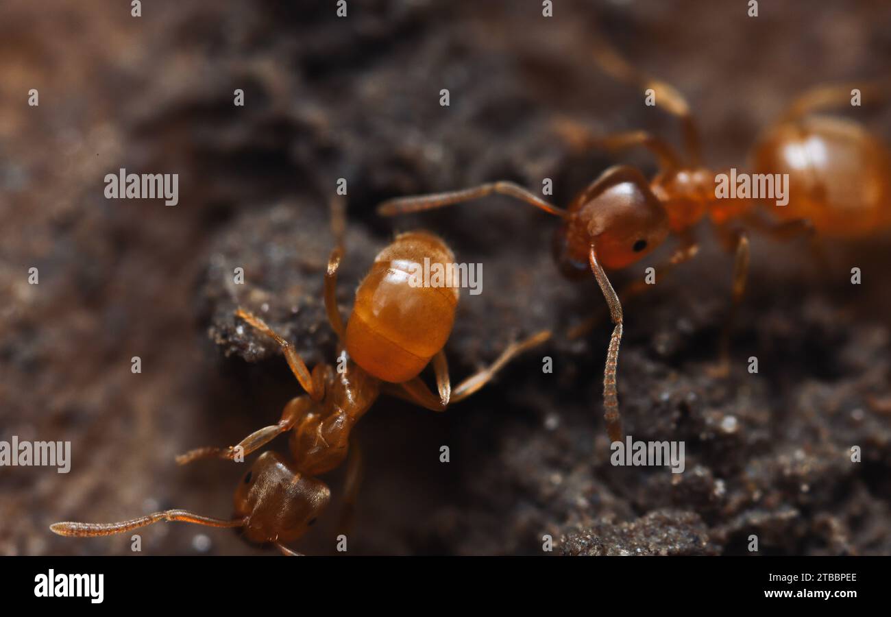 Insect habitat colony hi-res stock photography and images - Alamy