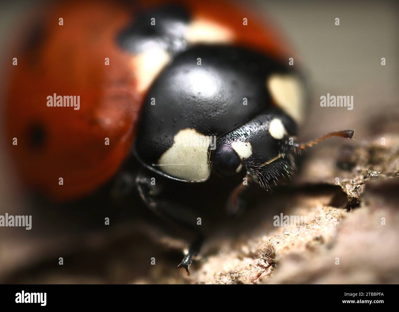 Blur head hi-res stock photography and images - Alamy