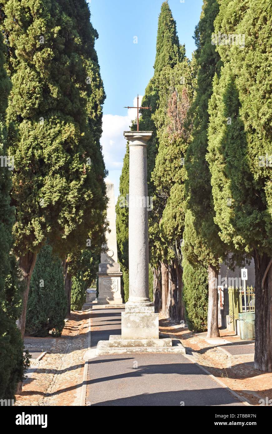 Prolific pines and cypress trees hi-res stock photography and images ...