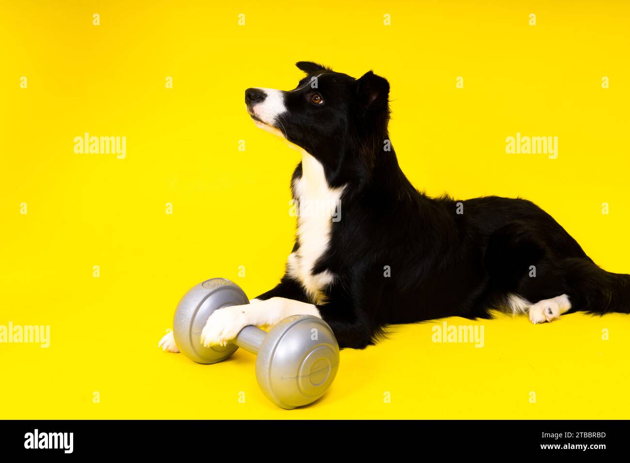 Border collie dog with dumbbell shape apporte training object isolated ...