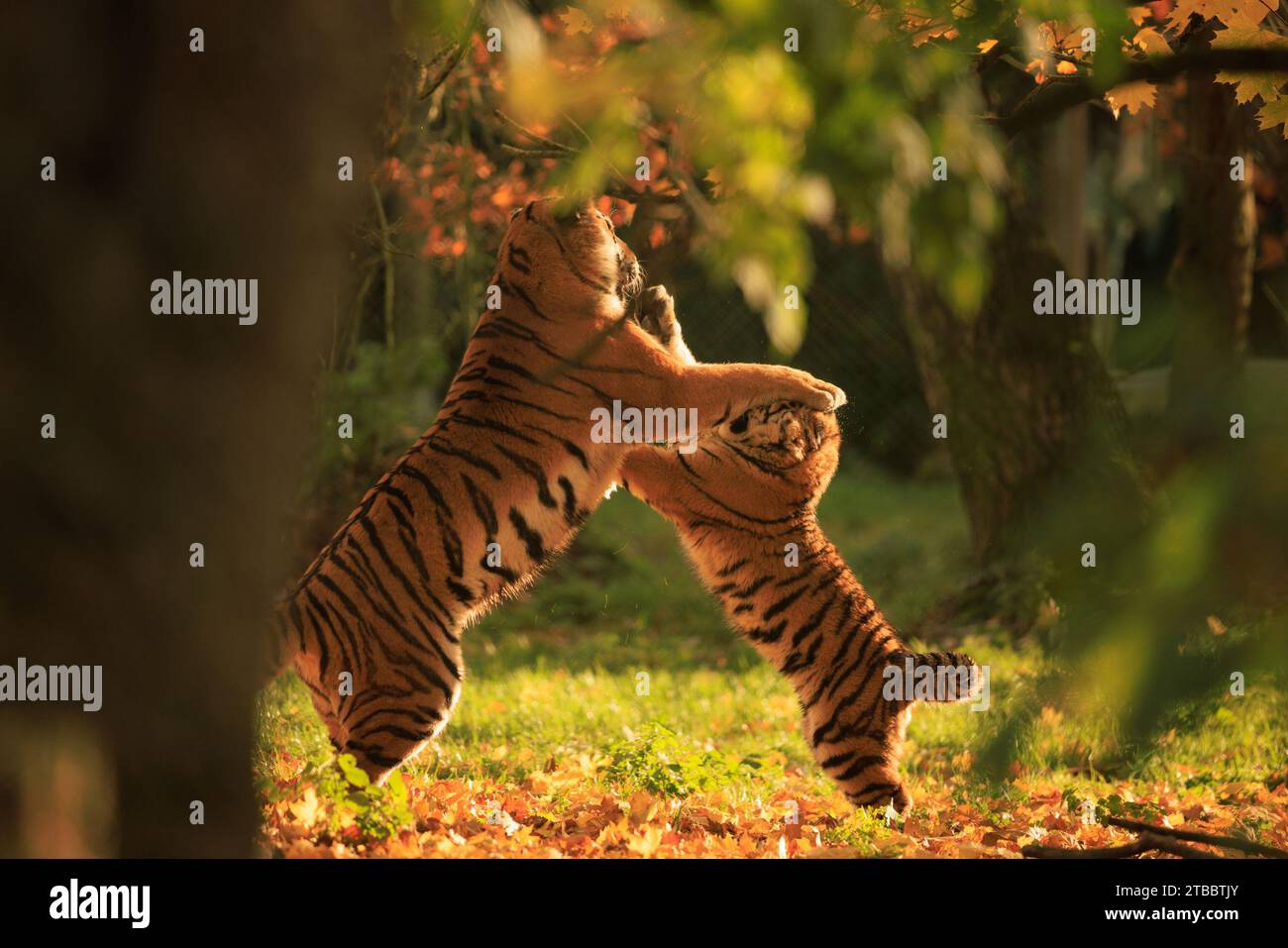 Mum and cub UK ADORABLE images show a tiger mum teaching her son to ...
