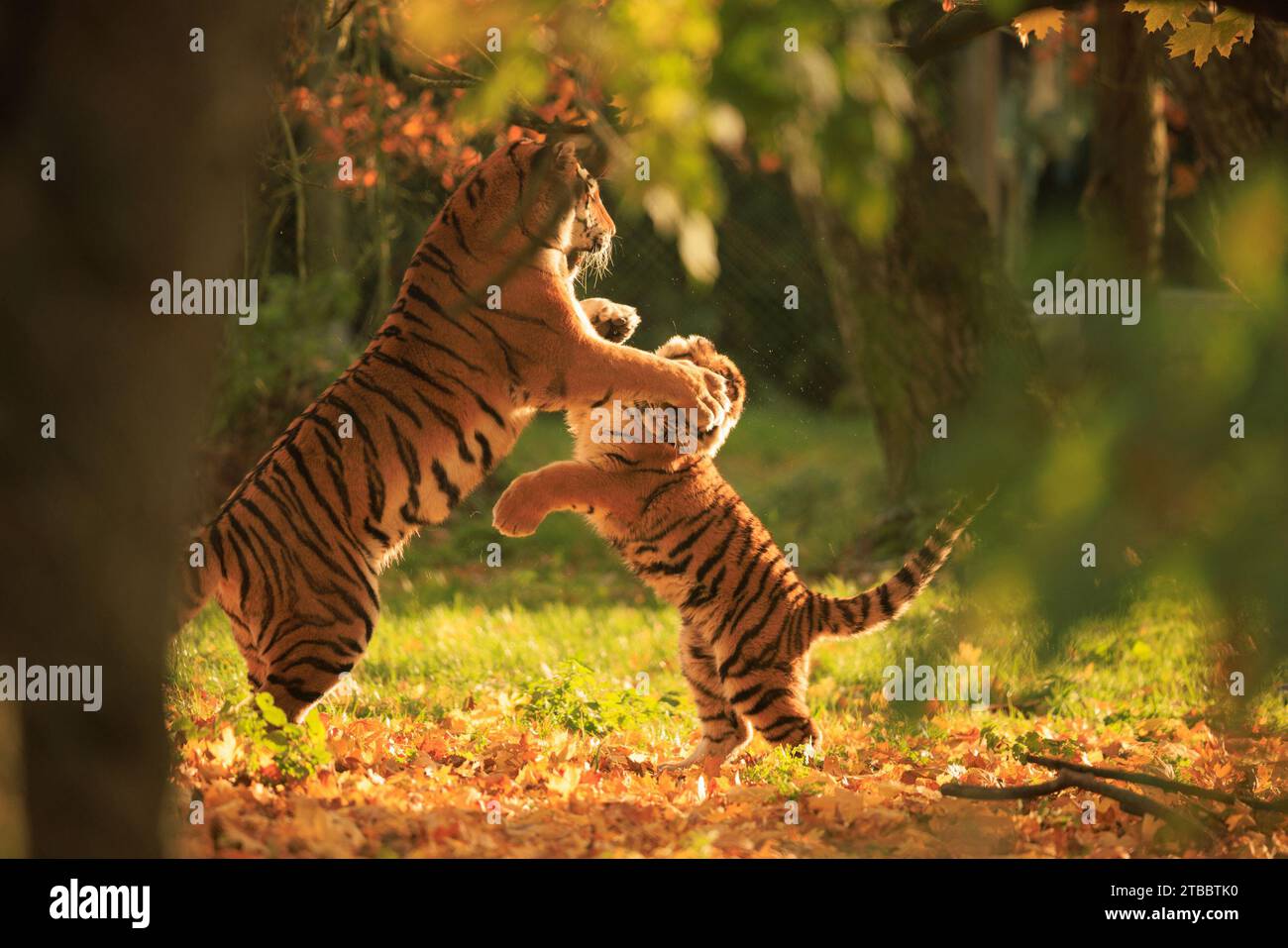 UK Zoo UK ADORABLE images show a tiger mum teaching her son to defend ...
