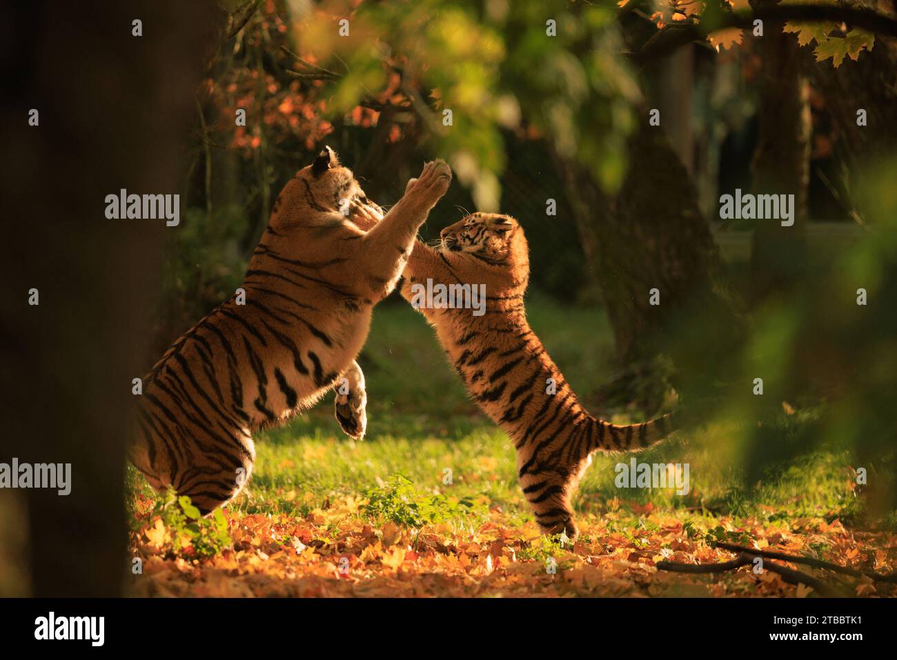 Adorable tiger cub UK ADORABLE images show a tiger mum teaching her son ...
