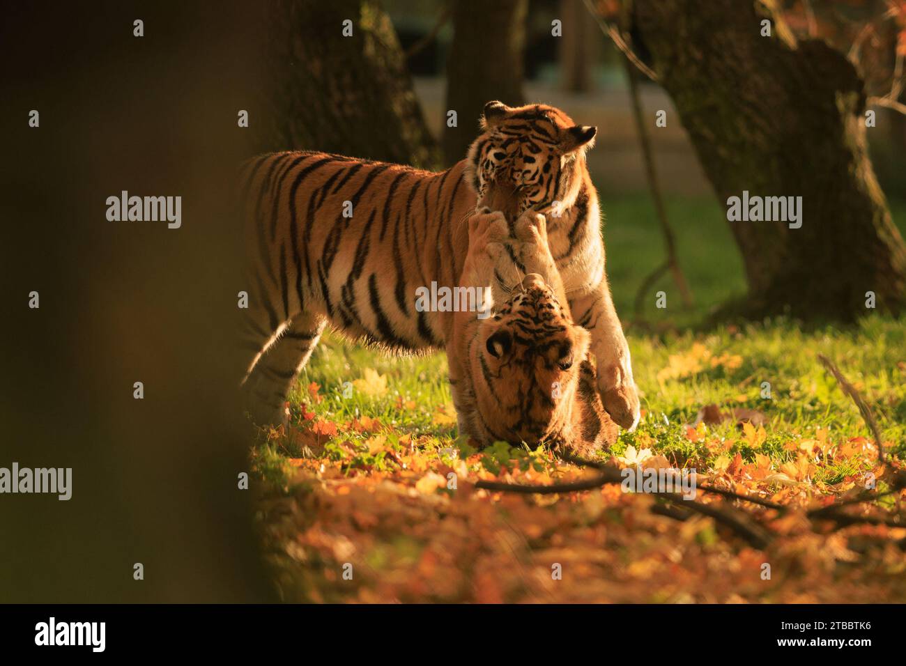Tiger mum and her cub being adorable UK ADORABLE images show a tiger ...