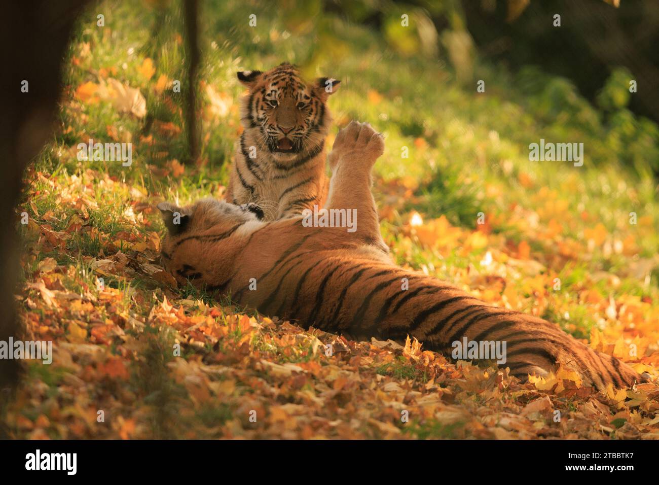 Tiger mum and cub play fighting UK ADORABLE images show a tiger mum ...