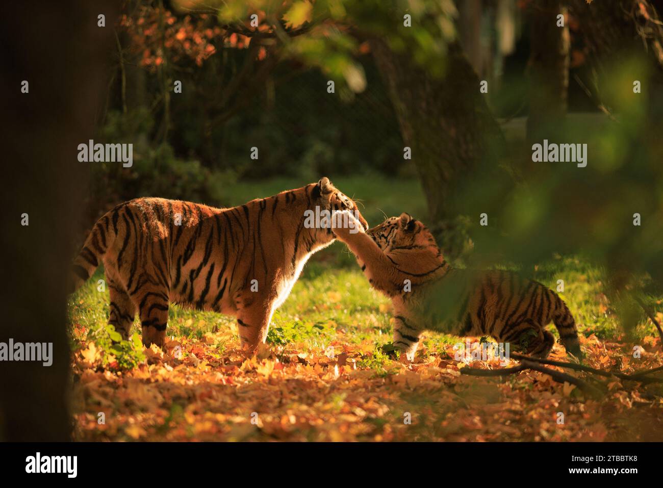 A precious moment between the cub and his mum UK ADORABLE images show a ...