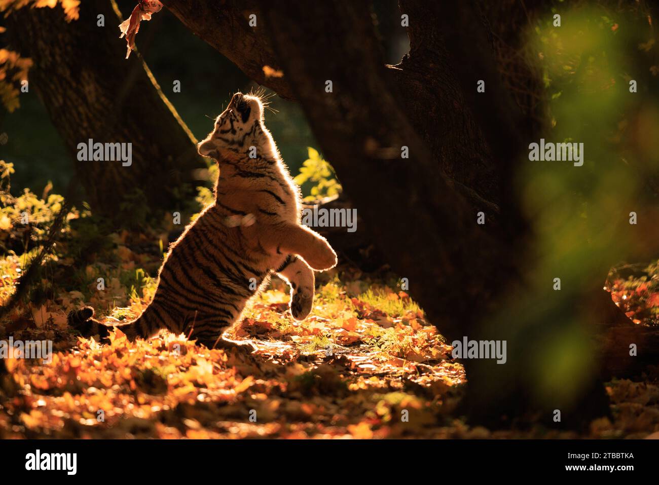 Tiger cub reaching for the sky UK ADORABLE images show a tiger mum ...