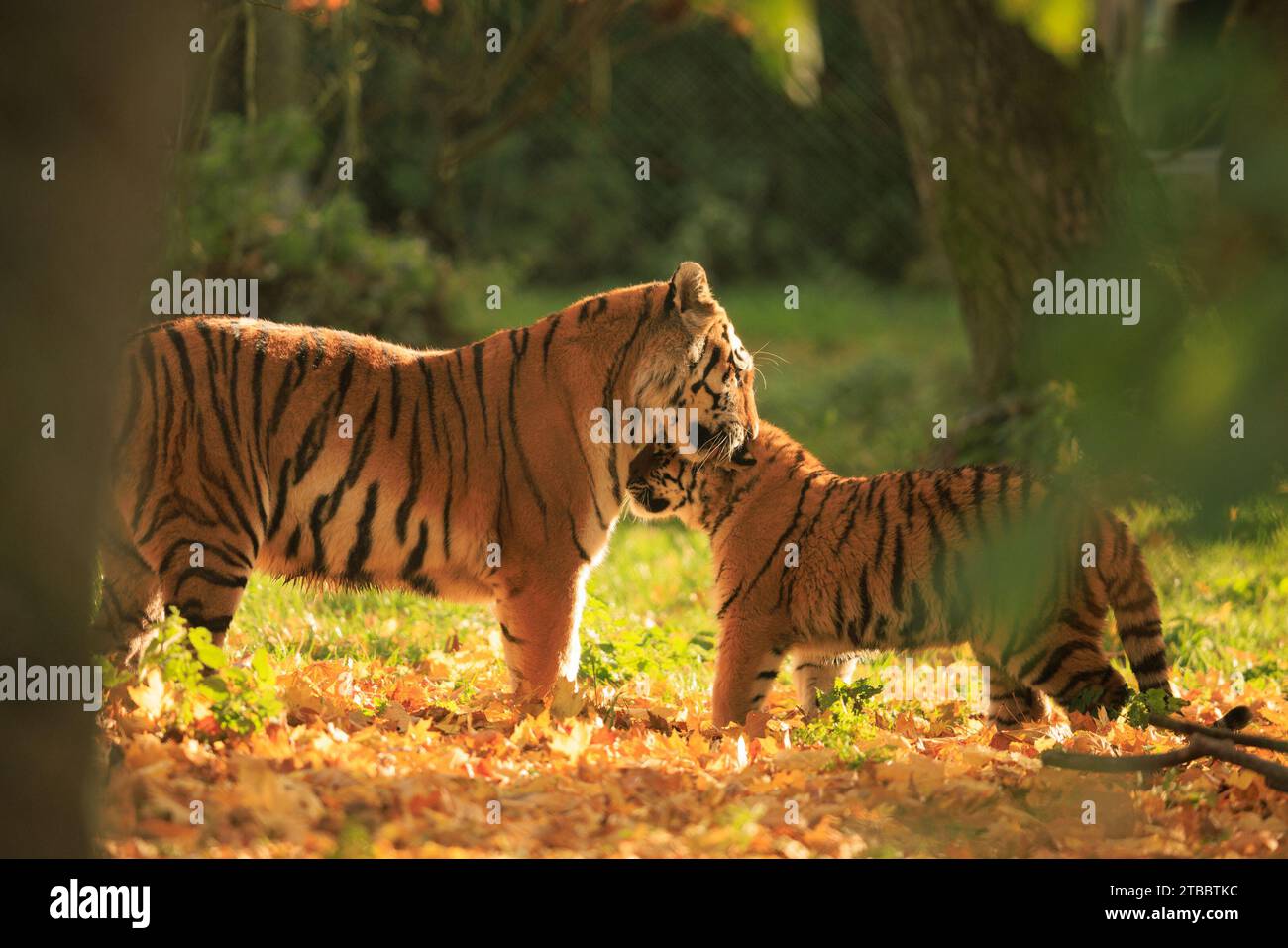 Tiger mum and cub embracing each other UK ADORABLE images show a tiger ...
