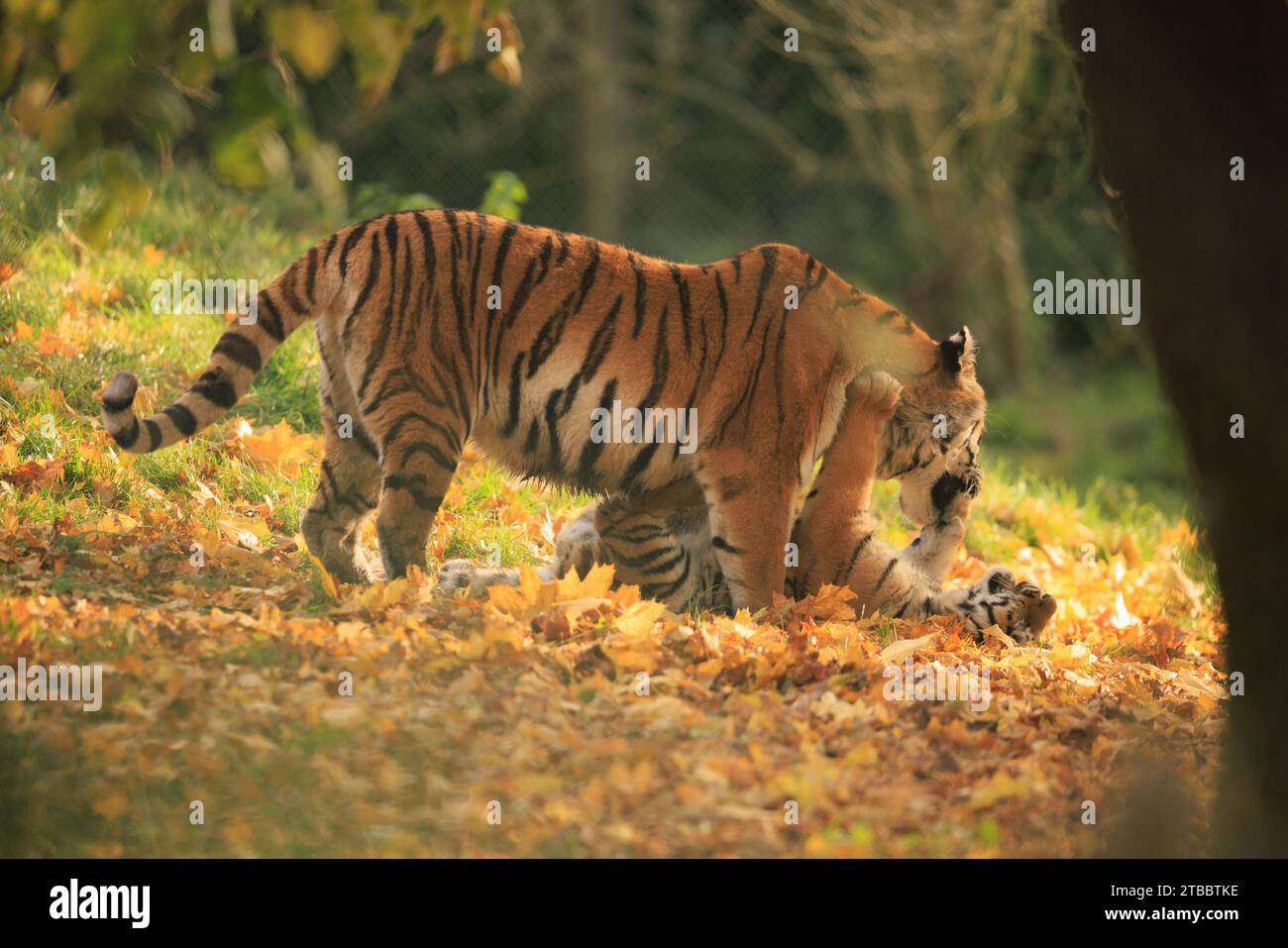 Tiger cub being playful with mum UK ADORABLE images show a tiger mum ...