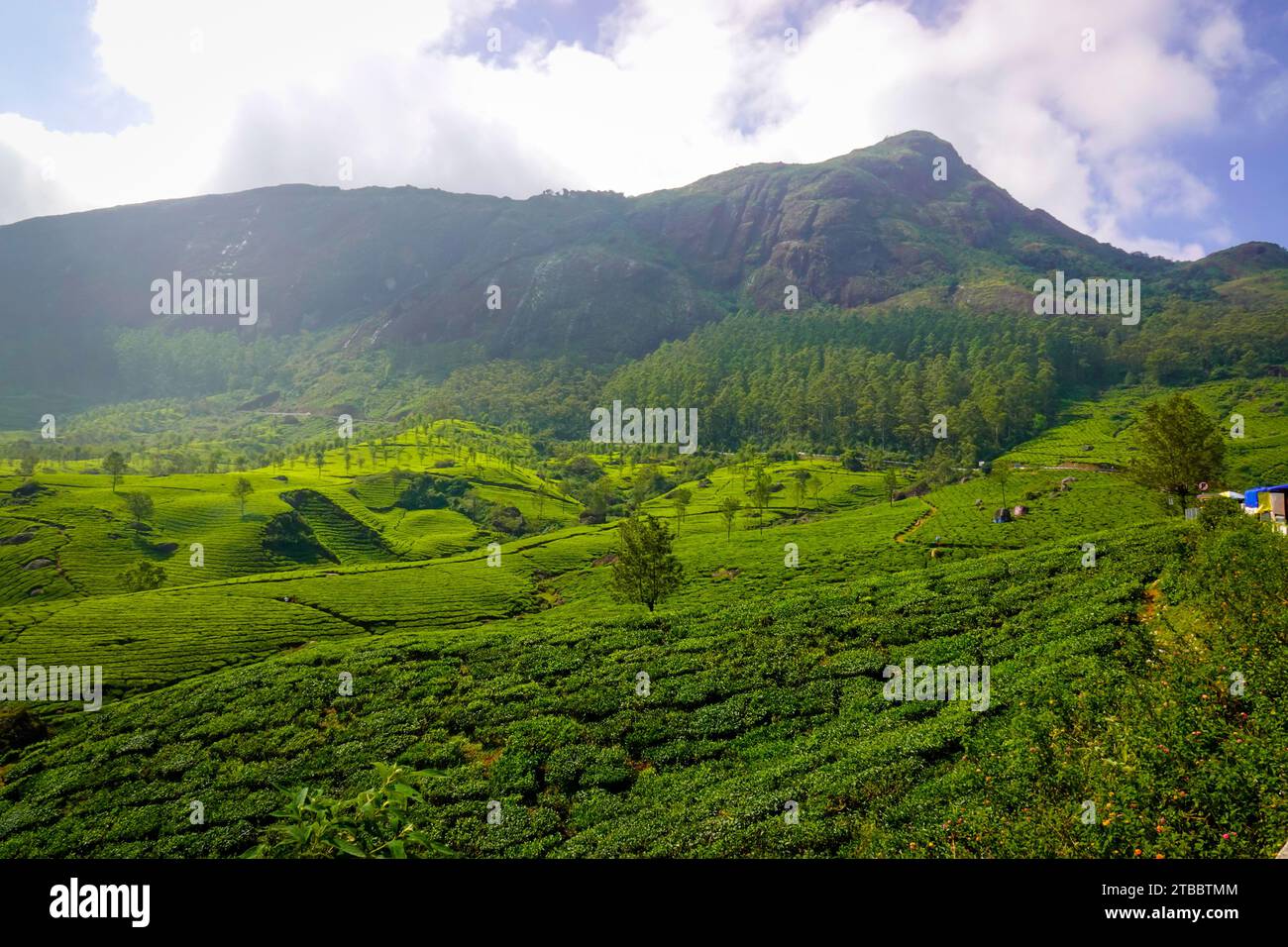 Beautiful tea plant location in our world Stock Photo - Alamy