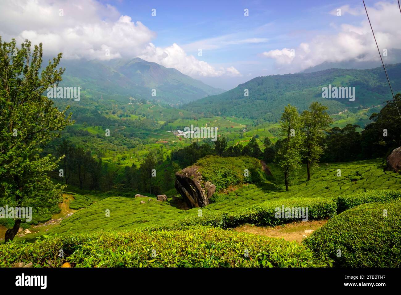 Beautiful tea plant location in our world Stock Photo - Alamy