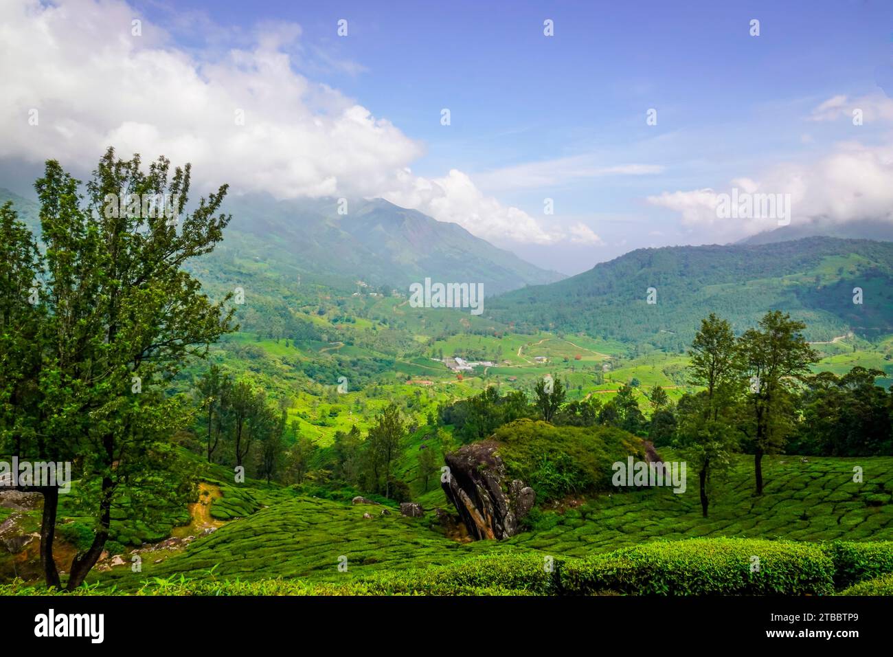 Beautiful tea plant location in our world Stock Photo - Alamy