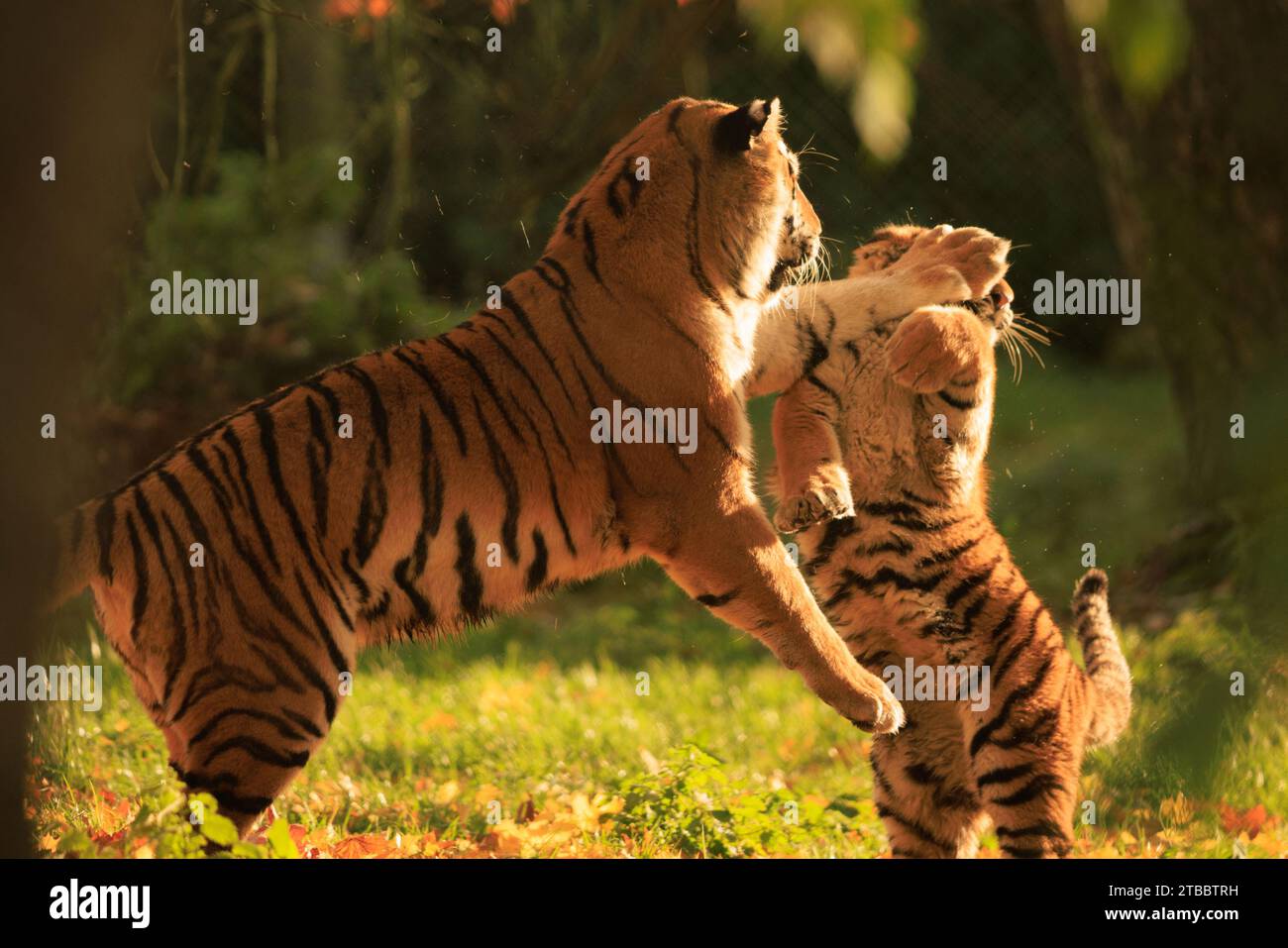 Mum teaching cub to fight UK ADORABLE images show a tiger mum teaching ...