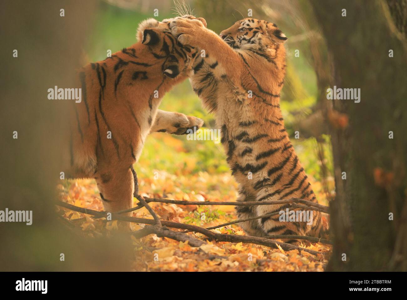 Tiger cub adoring his mother UK ADORABLE images show a tiger mum ...