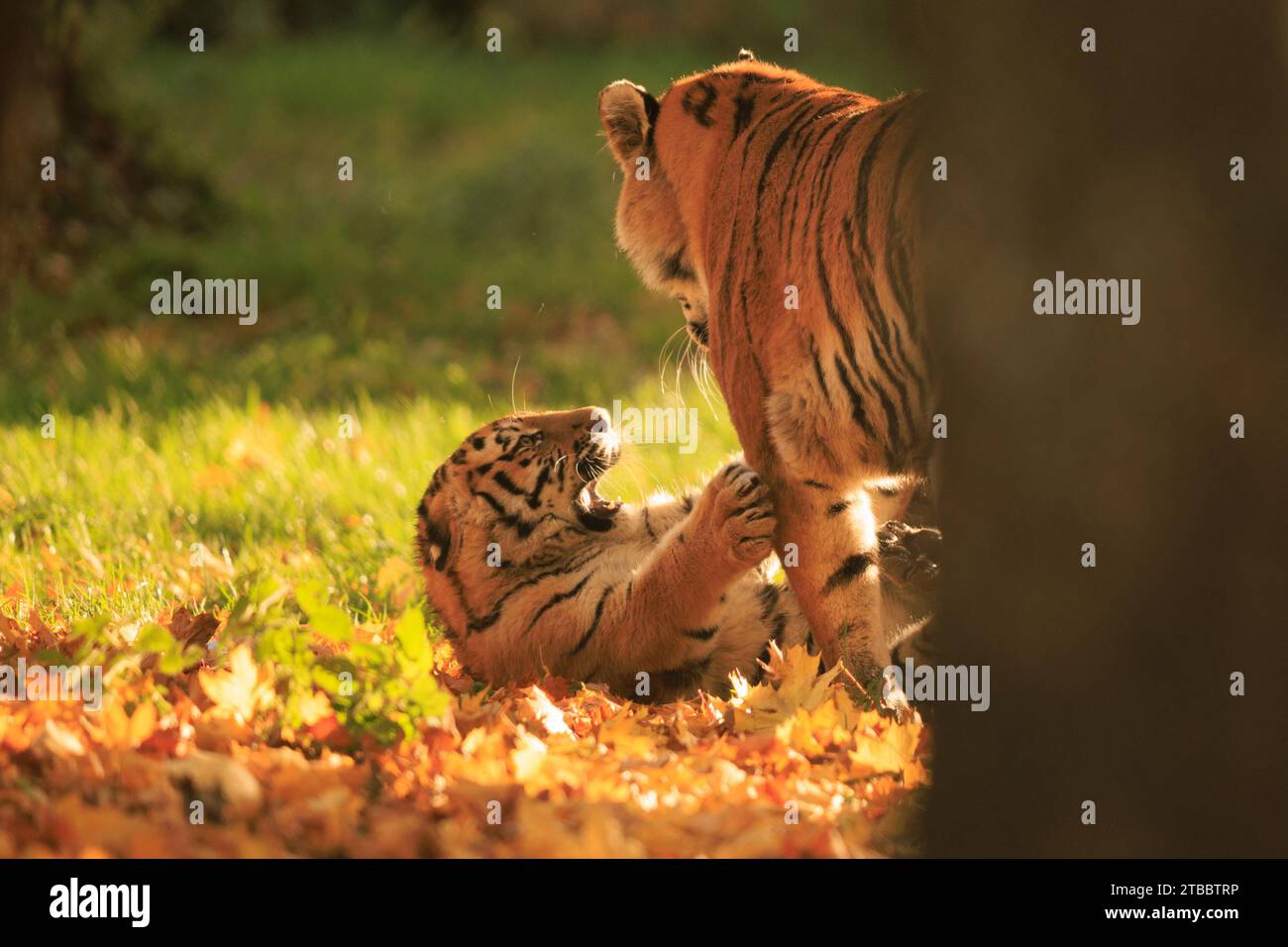 Tiger mum and her cub UK ADORABLE images show a tiger mum teaching her ...