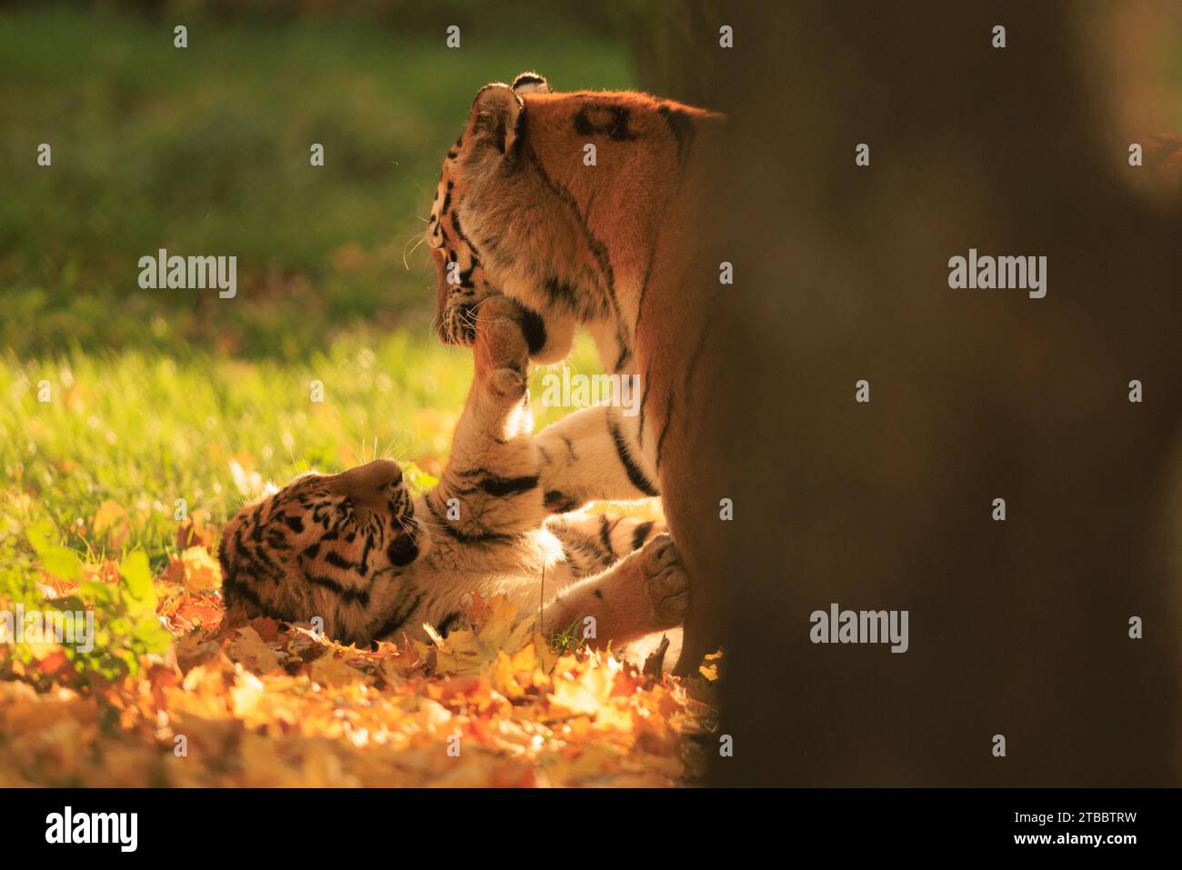 Cub caressing his mother UK ADORABLE images show a tiger mum teaching ...