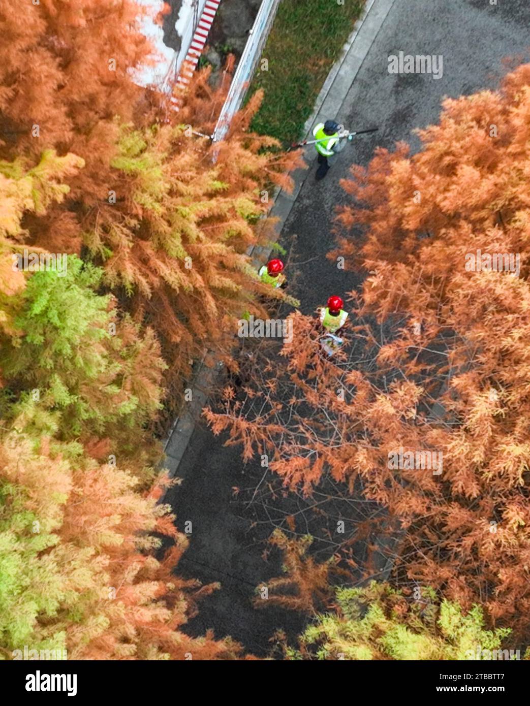 Aerial photo shows tourists enjoying winter scenery of metasequoia ...