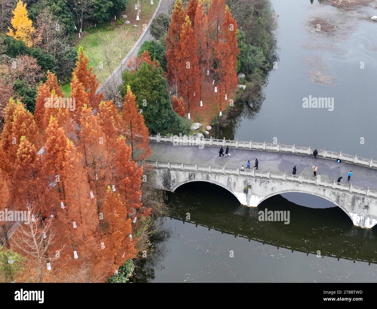 Aerial photo shows tourists enjoying winter scenery of metasequoia ...