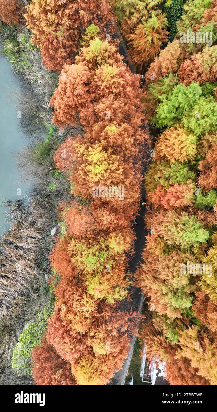 Aerial photo shows tourists enjoying winter scenery of metasequoia ...