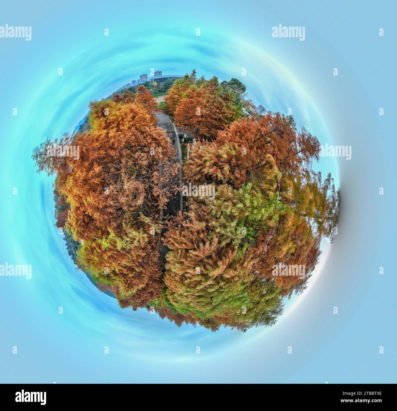 Aerial photo shows tourists enjoying winter scenery of metasequoia ...