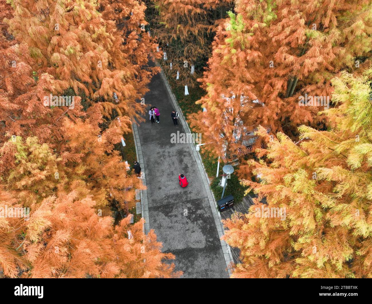 Aerial photo shows tourists enjoying winter scenery of metasequoia ...