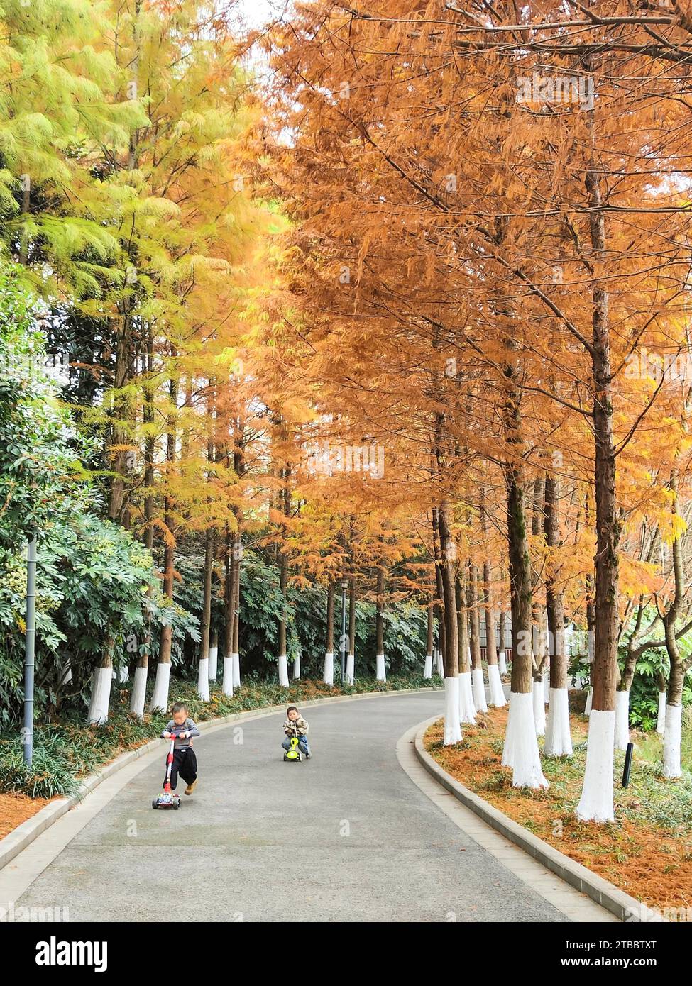 Aerial photo shows tourists enjoying winter scenery of metasequoia ...