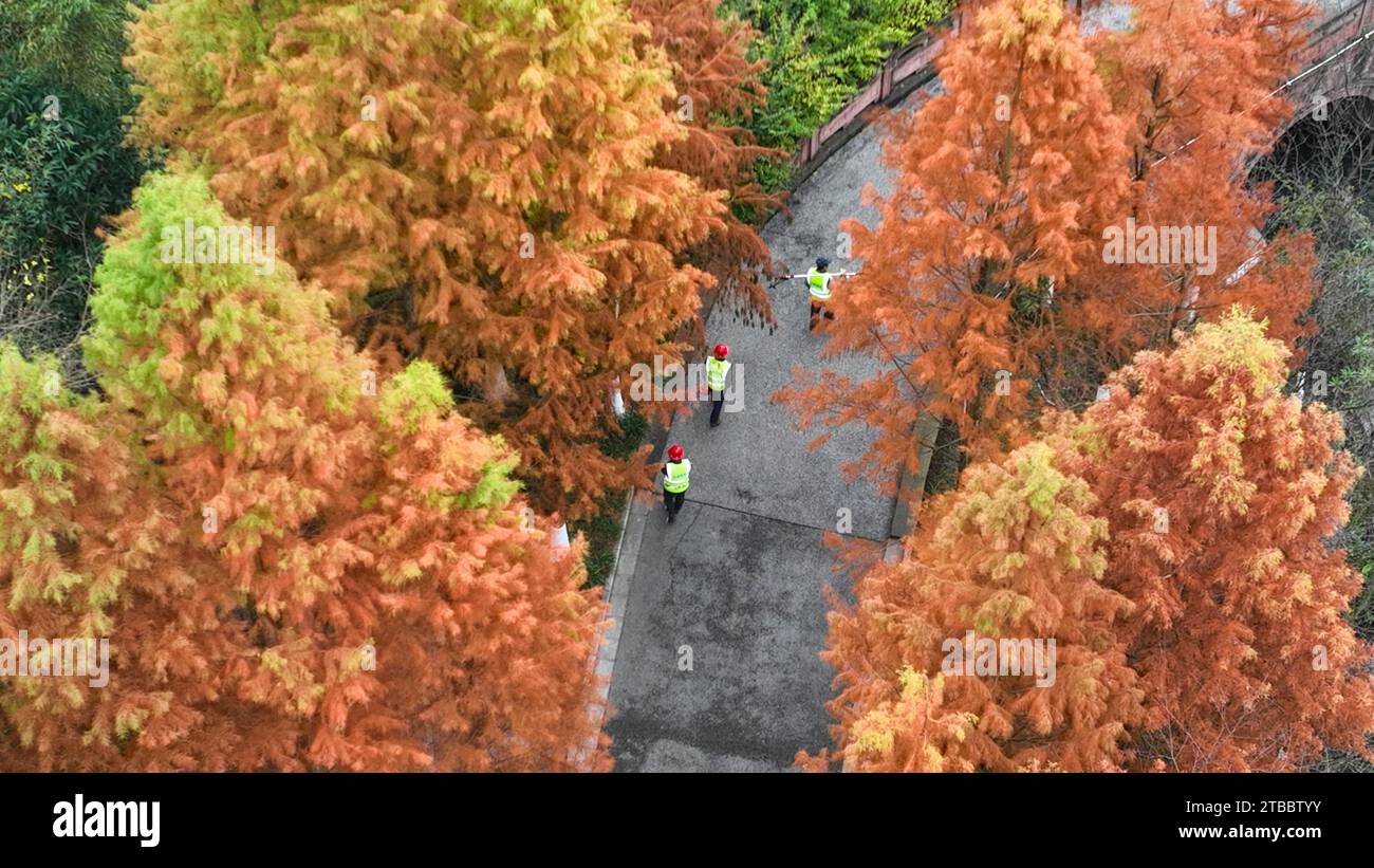 Aerial photo shows tourists enjoying winter scenery of metasequoia ...