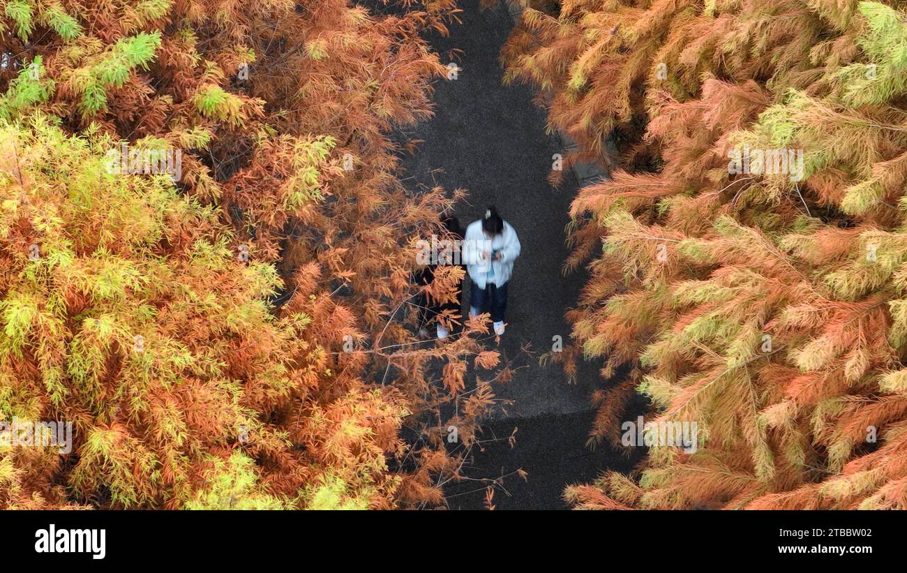Aerial photo shows tourists enjoying winter scenery of metasequoia ...
