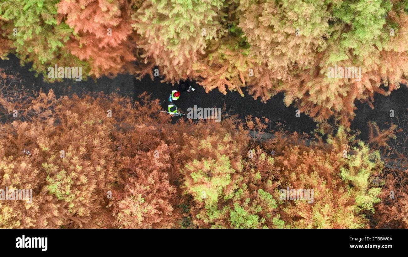 Aerial photo shows tourists enjoying winter scenery of metasequoia ...