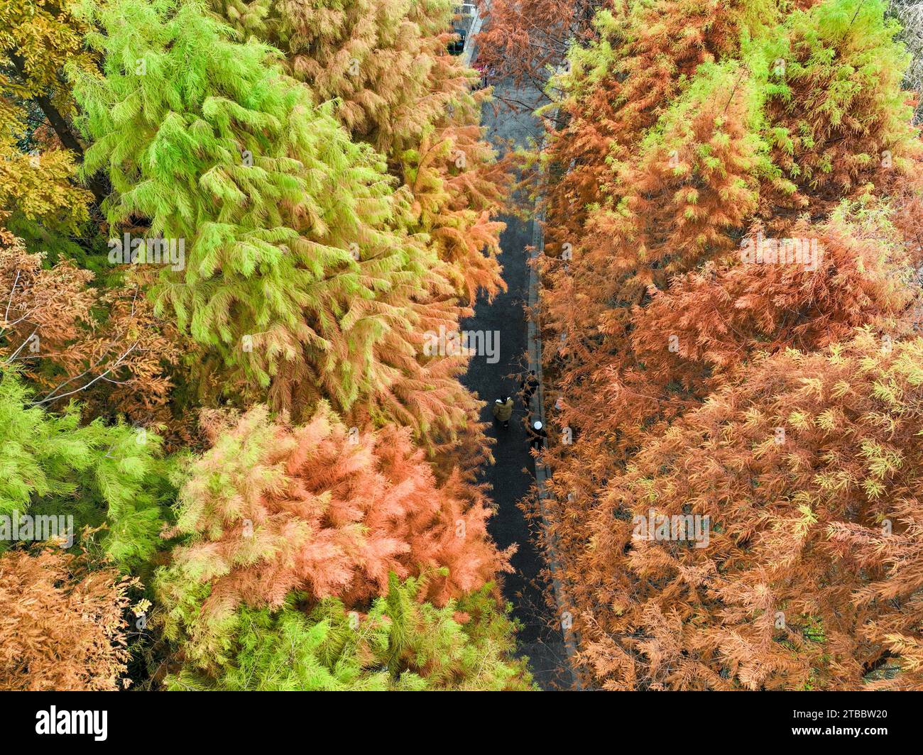 Aerial photo shows tourists enjoying winter scenery of metasequoia ...