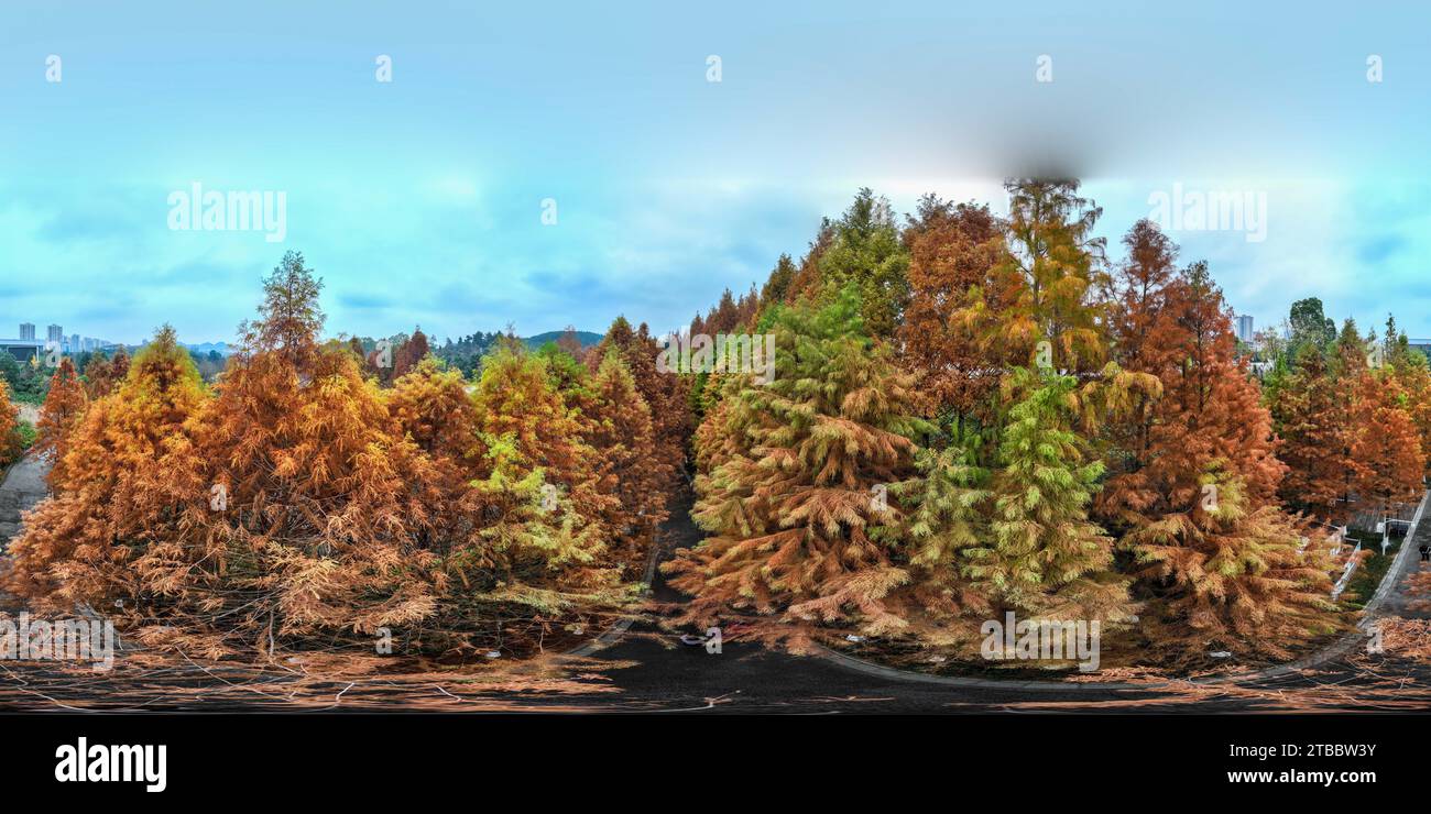 Aerial photo shows tourists enjoying winter scenery of metasequoia ...
