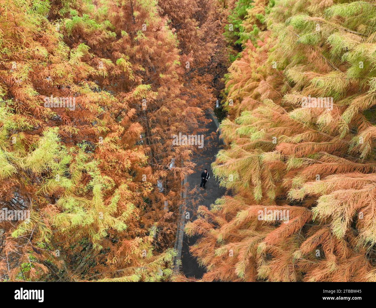 Aerial photo shows tourists enjoying winter scenery of metasequoia ...