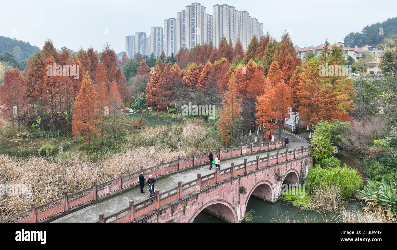 Aerial photo shows tourists enjoying winter scenery of metasequoia ...