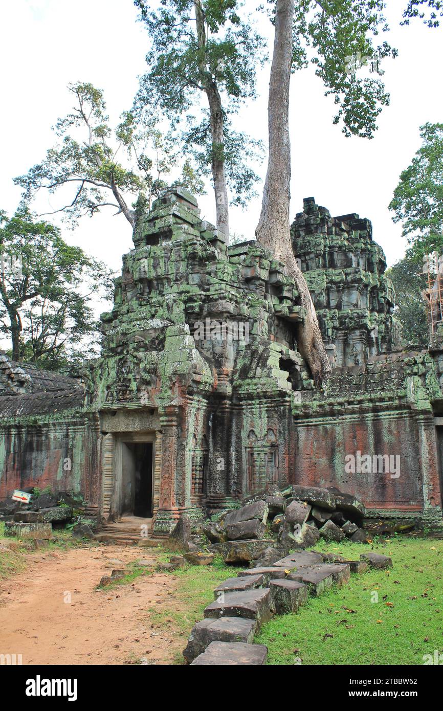 Huge tree grows atop an ancient stone temple ruin in Angkor ...