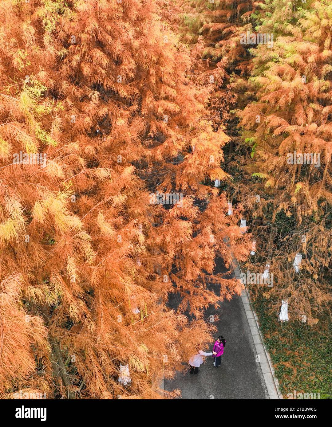 Aerial photo shows tourists enjoying winter scenery of metasequoia ...