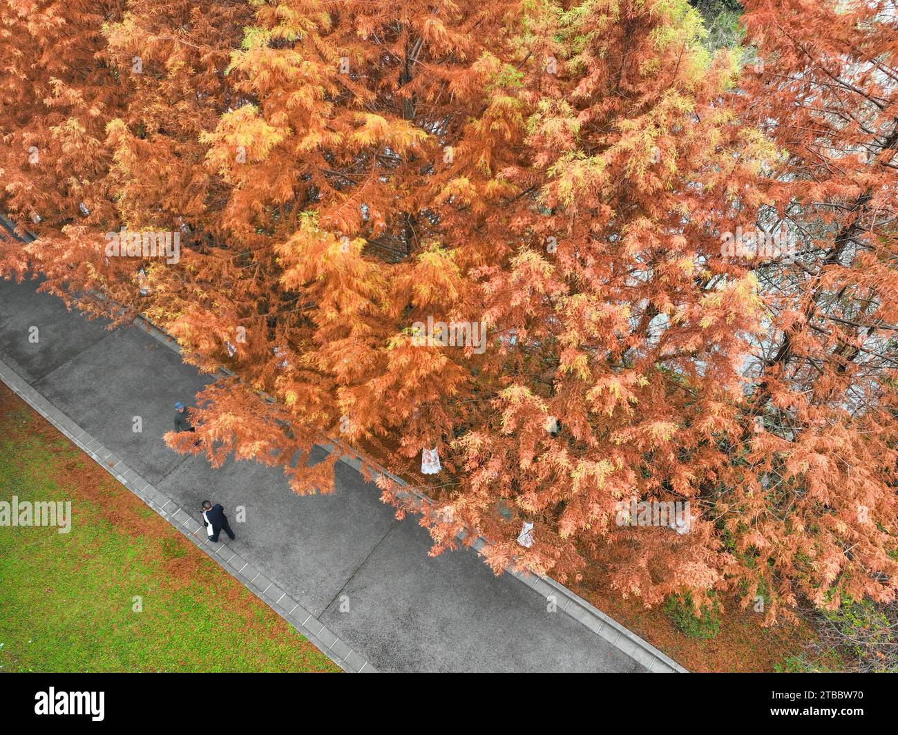 Aerial photo shows tourists enjoying winter scenery of metasequoia ...