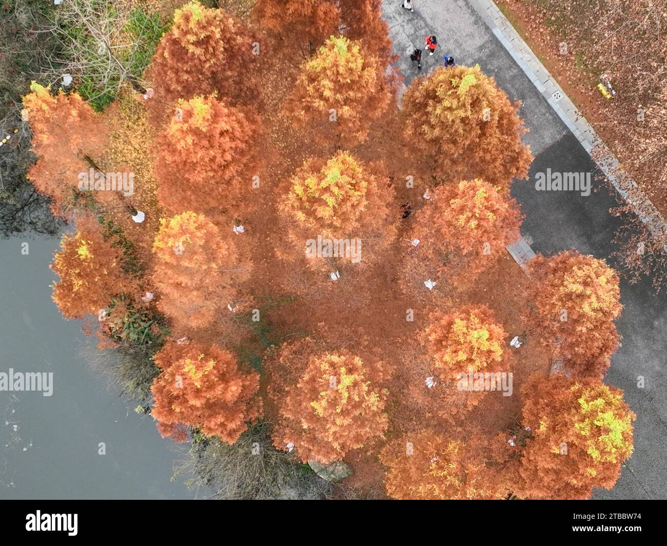 Aerial photo shows tourists enjoying winter scenery of metasequoia ...