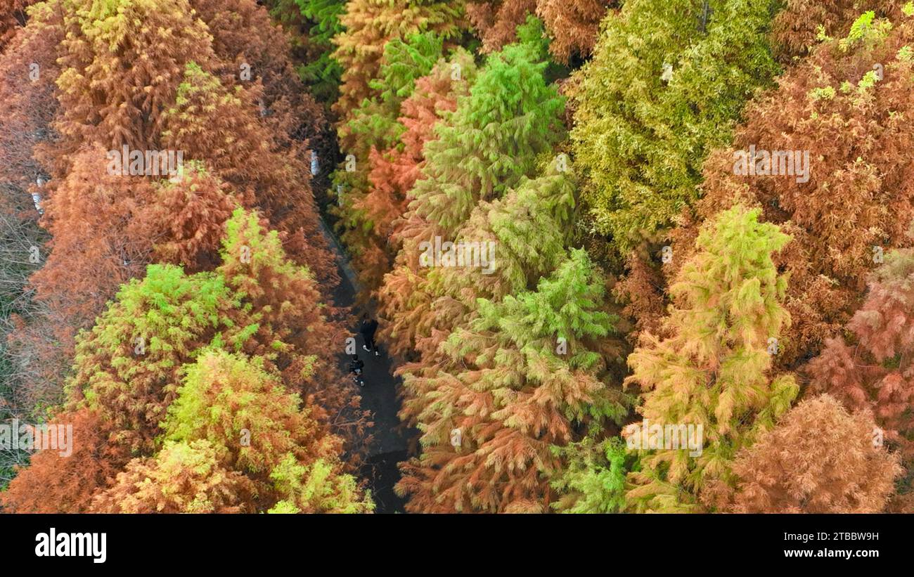 Aerial photo shows tourists enjoying winter scenery of metasequoia ...