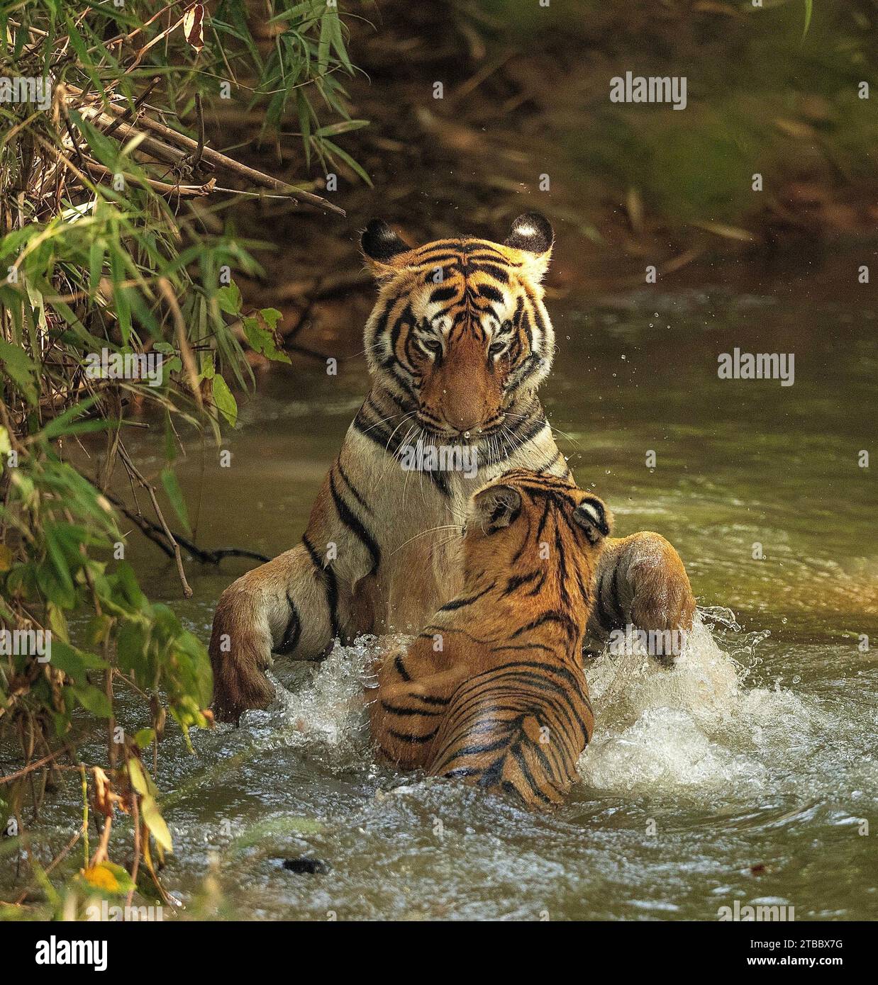 Tiger mum plays with her cub in the water INDIA CUTE images show two ...