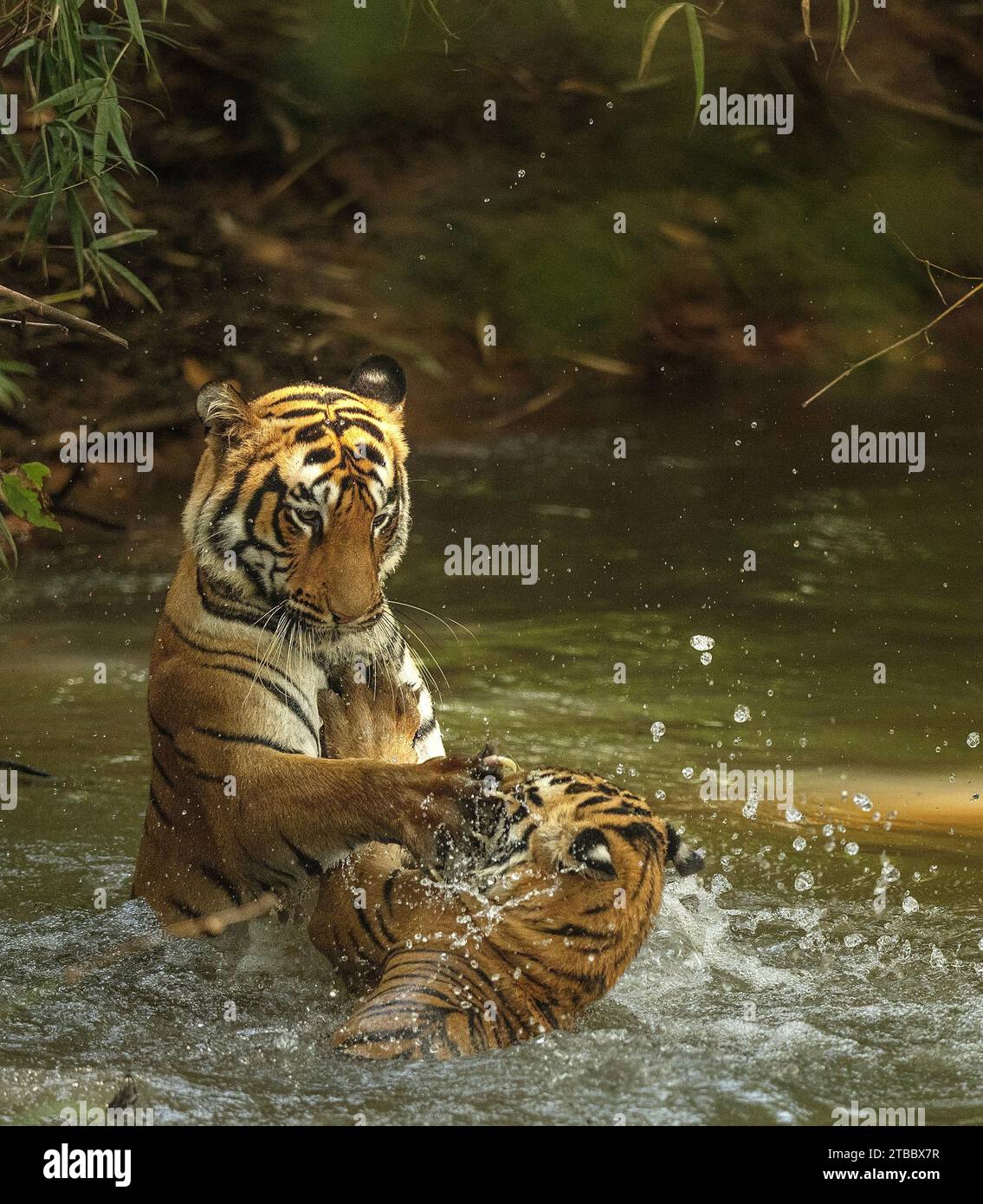 Tiger family playing with each other INDIA CUTE images show two tiger ...