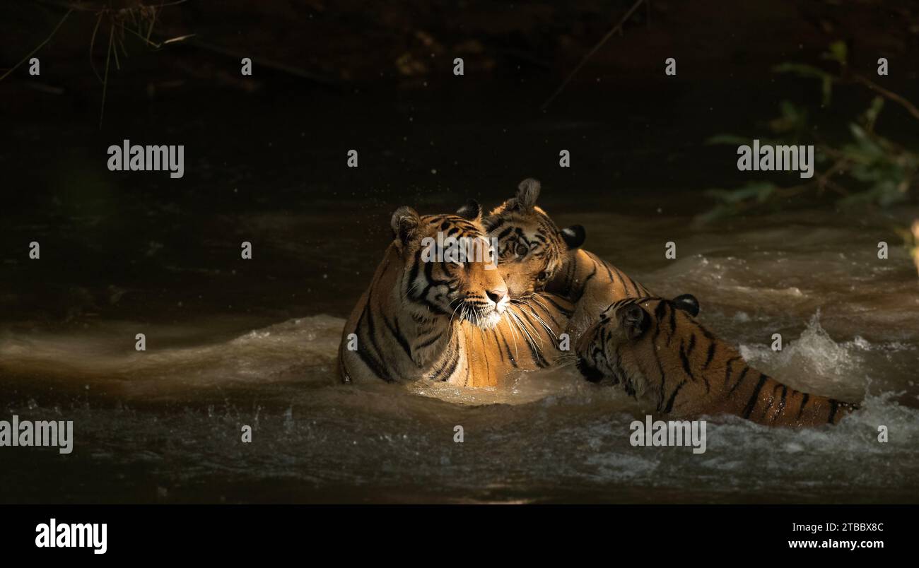 Tiger family fun time INDIA CUTE images show two tiger cubs making ...