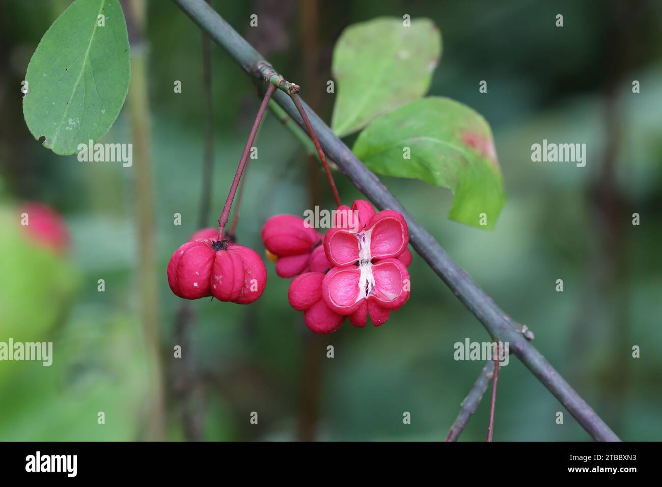 Close-up of pretty pink capsule fruits of a spindle shrub hanging from ...