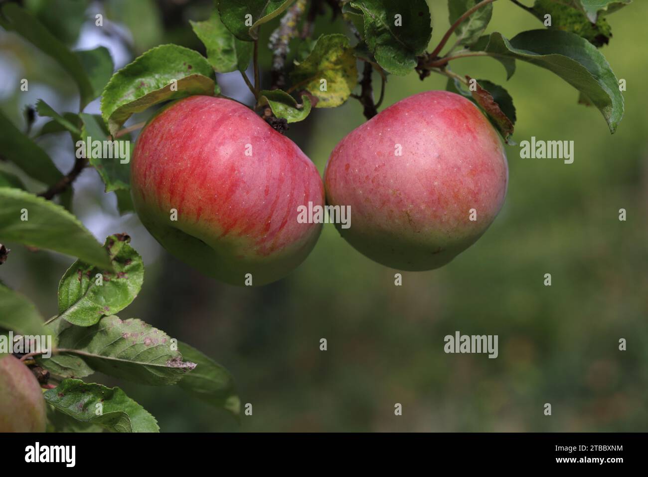 Beautiful ripe apples apple tree hi-res stock photography and images ...