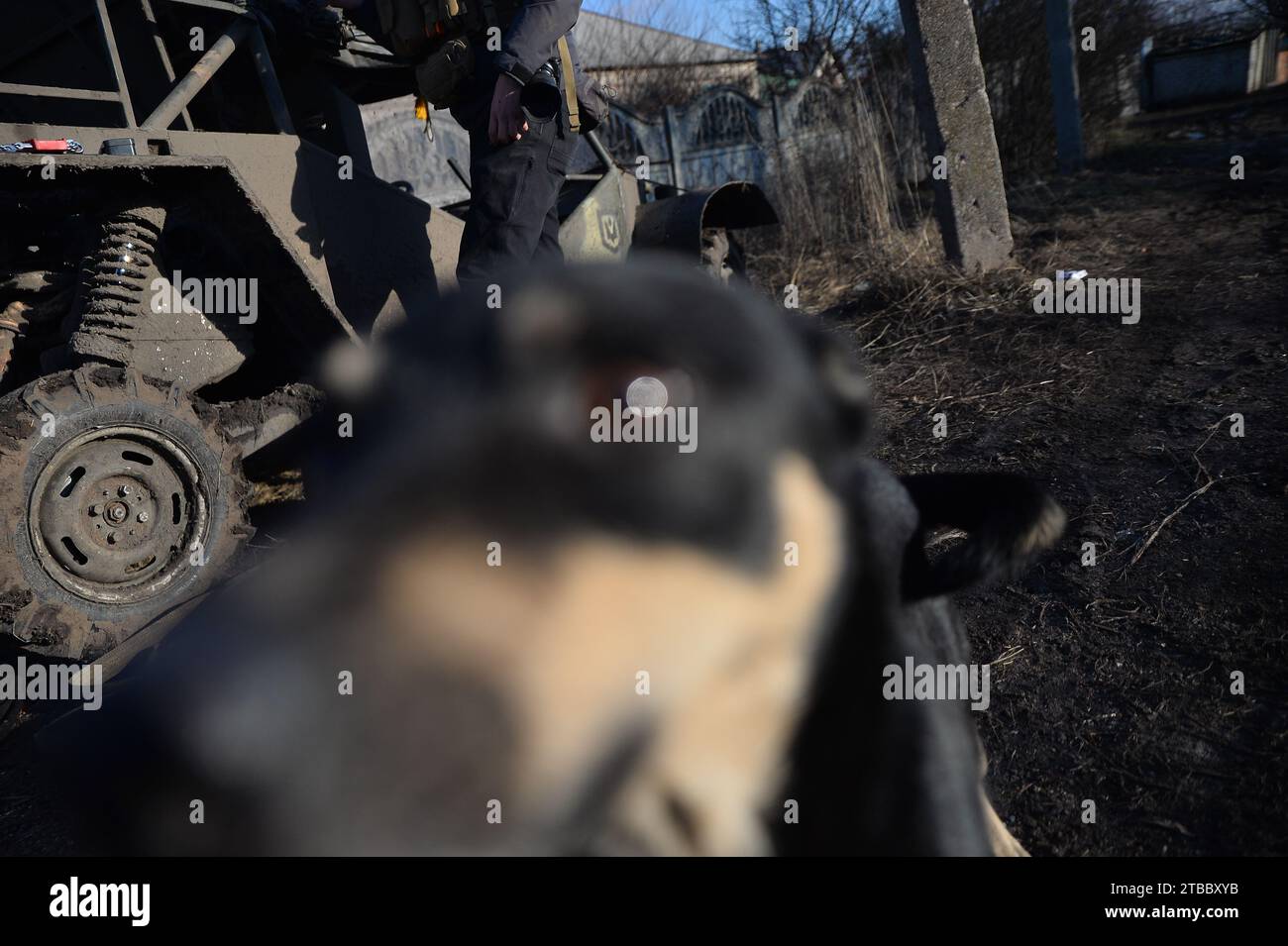 Kyiv, Donetsk Oblast, Ukraine. 5th Dec, 2023. A small dog named Mars ...