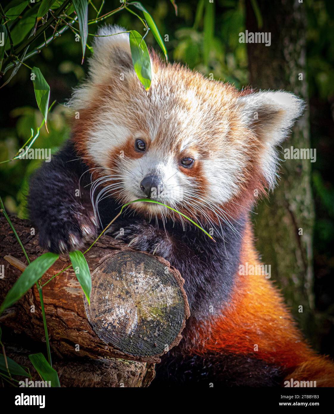 The red panda attempts to climb the logs BLACKPOOL ZOO, ENGLAND ...