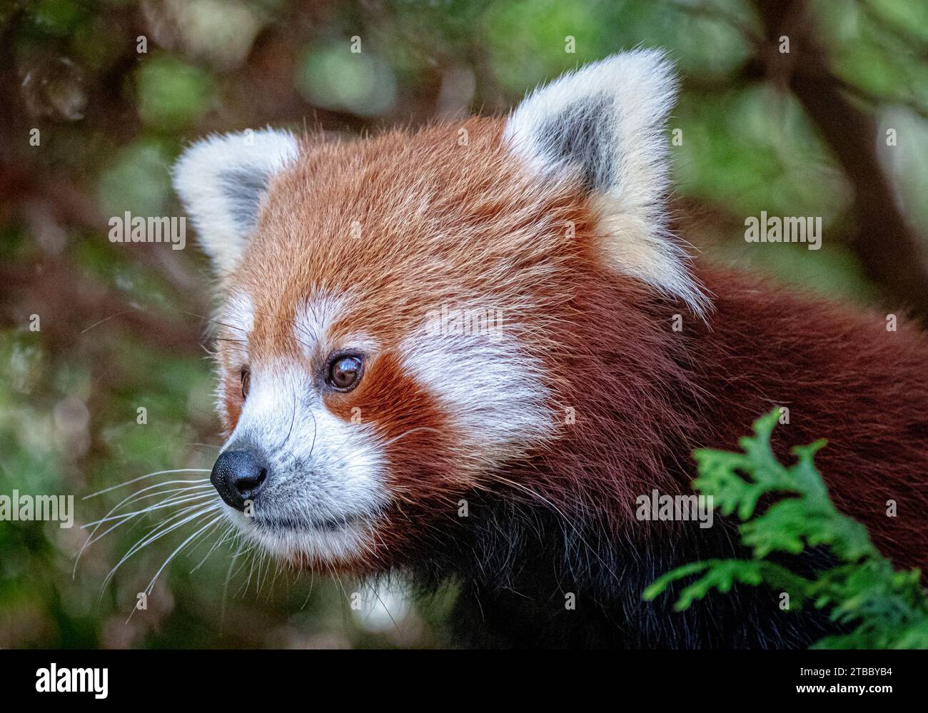 The side profile of a red panda BLACKPOOL ZOO, ENGLAND ADORABLE IMAGES ...