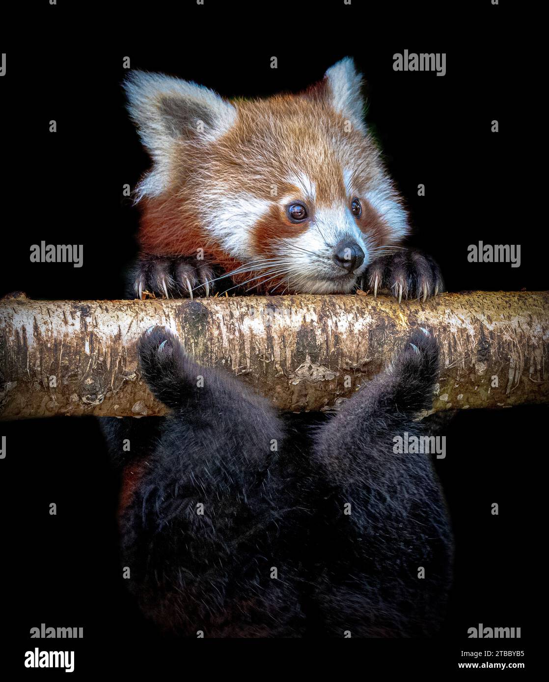 The red panda look adorable but it is clinging on the the branch ...