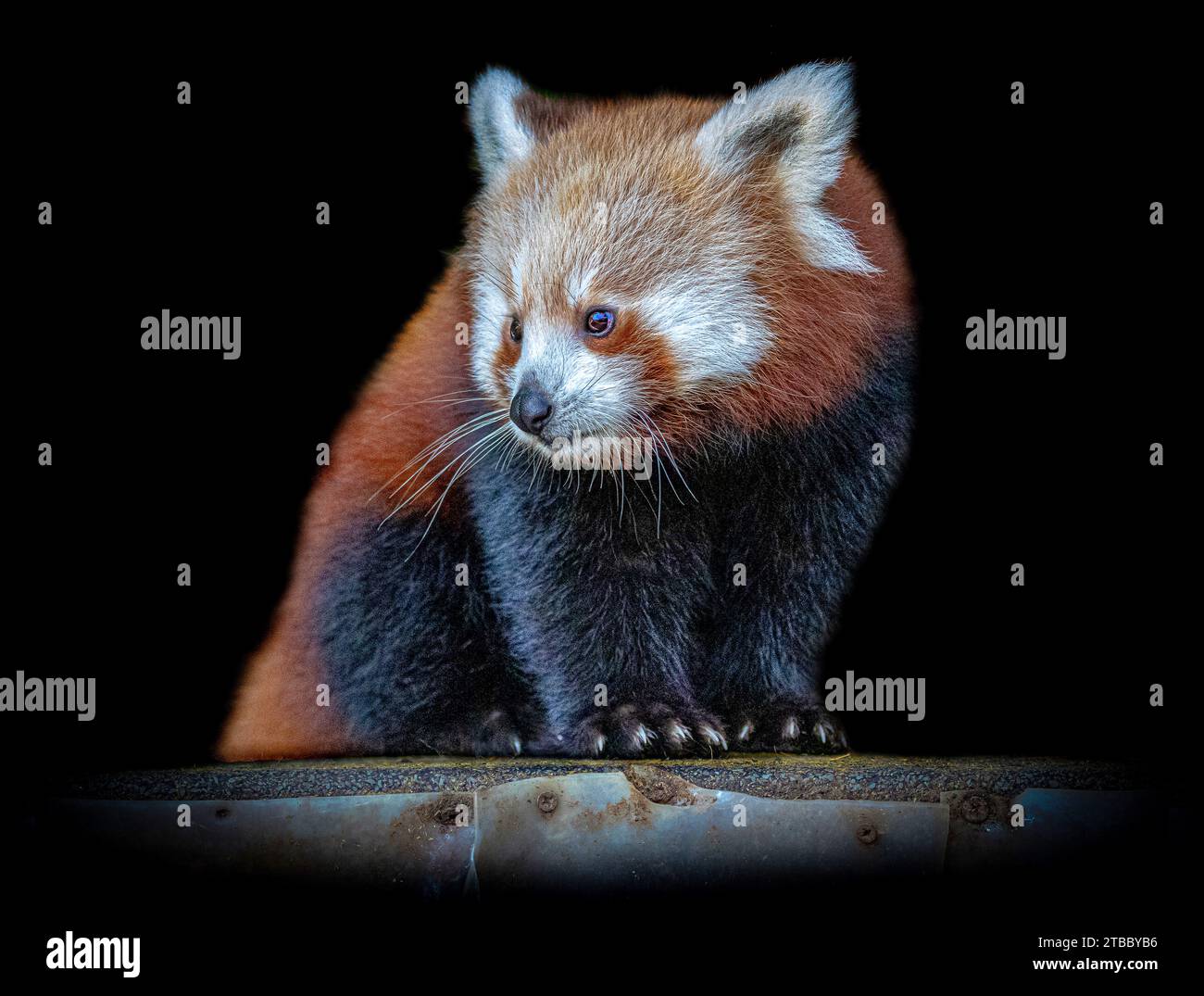 The panda on more solid ground BLACKPOOL ZOO, ENGLAND ADORABLE IMAGES of a red panda taken on ...