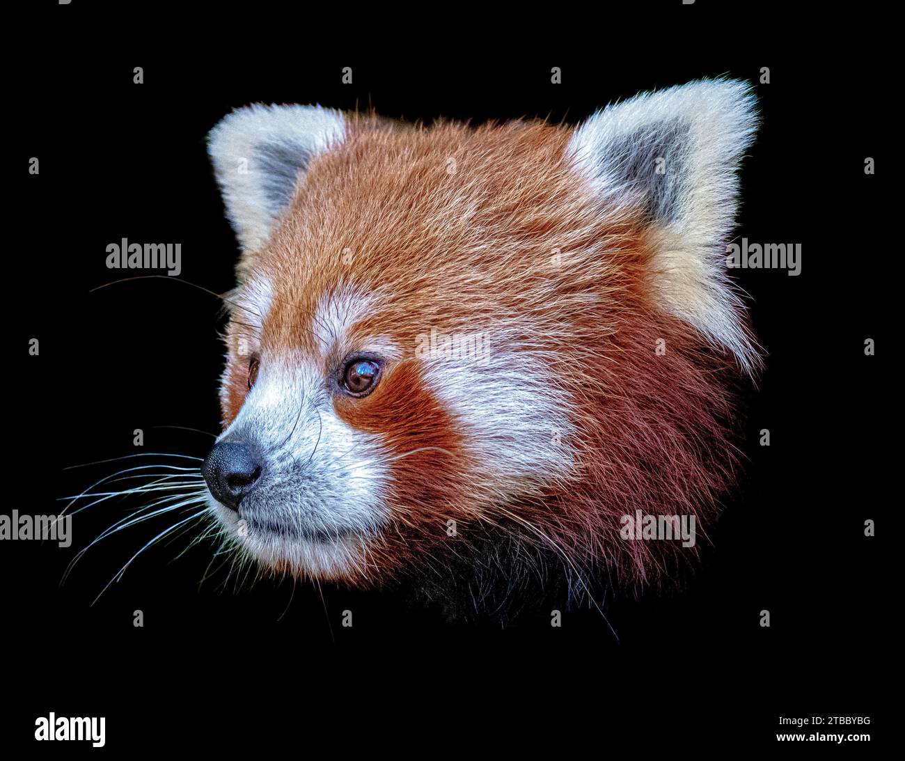 The red panda has a very distinctive face BLACKPOOL ZOO, ENGLAND ...